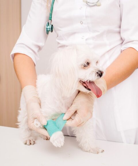 Pet Orthopedic Surgery In Simpsonville, SC | River Oak Vet