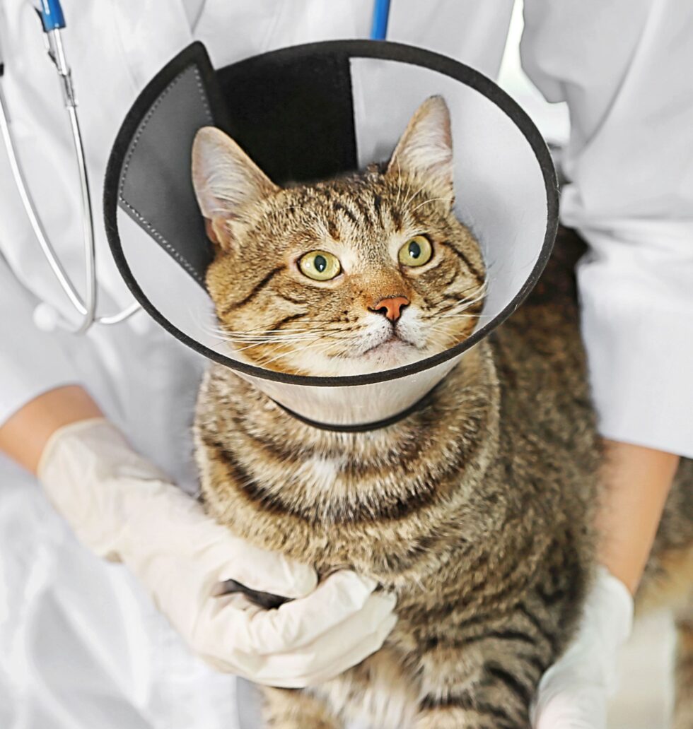 Pet Spay & Neuter In Simpsonville, SC 29681 | River Oak Vet